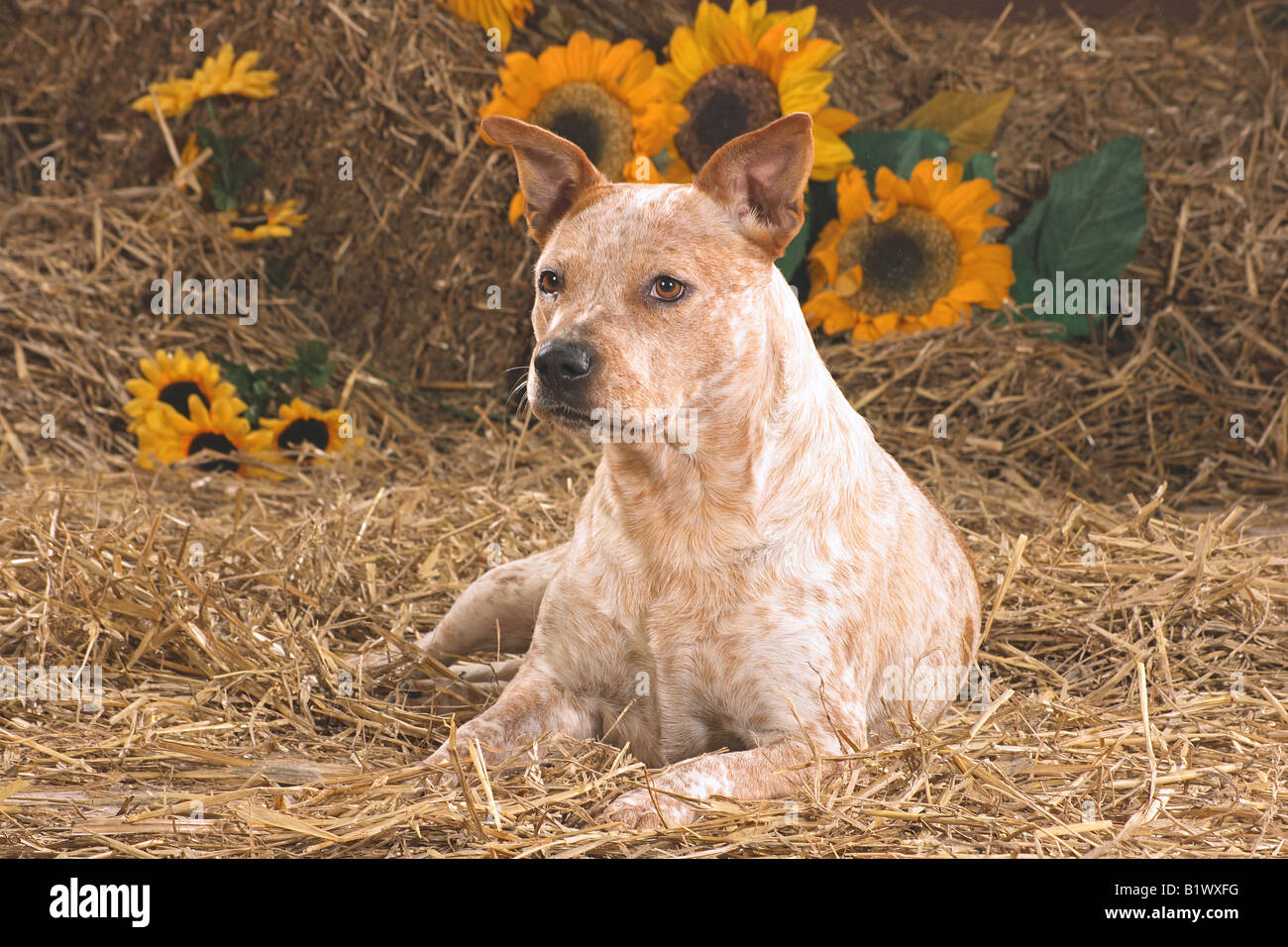 Australian cattle dog - lying in straw Stock Photo - Alamy