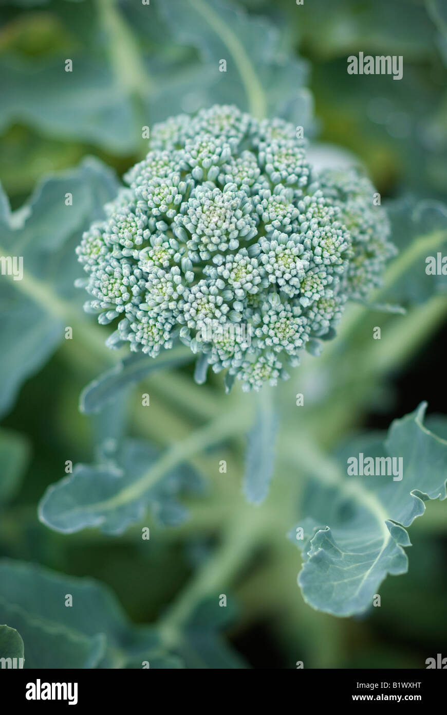 a head of broccoli on an allotment in the north of england early July ...