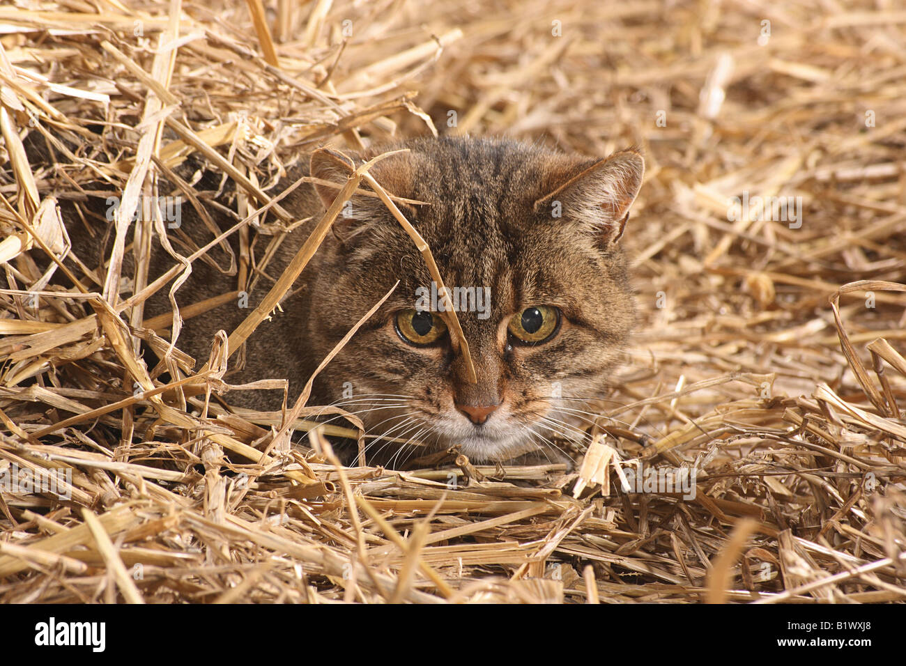 Tabby hay hi-res stock photography and images - Alamy