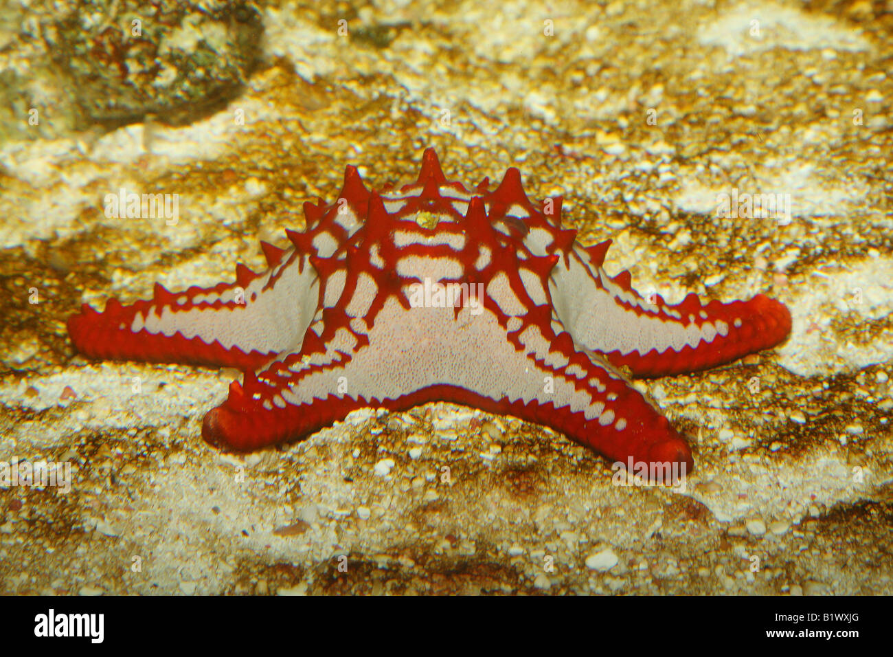 Red-knobbed starfish / Protoreaster lincki Stock Photo - Alamy Red-knobbed starfish / Protoreaster lincki Stock Photo - Alamy