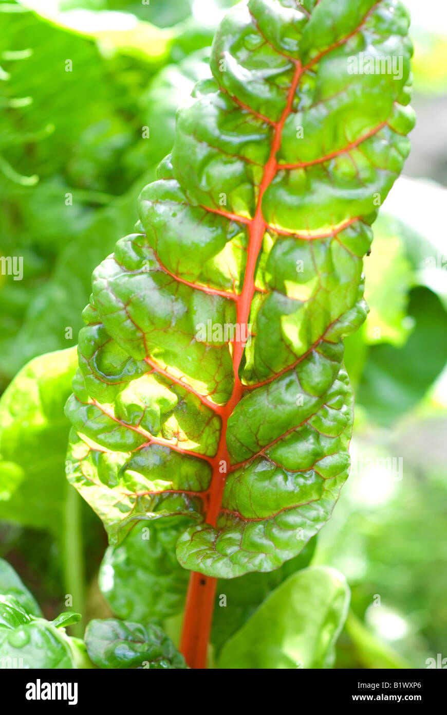 Chard stalk hi-res stock photography and images - Alamy
