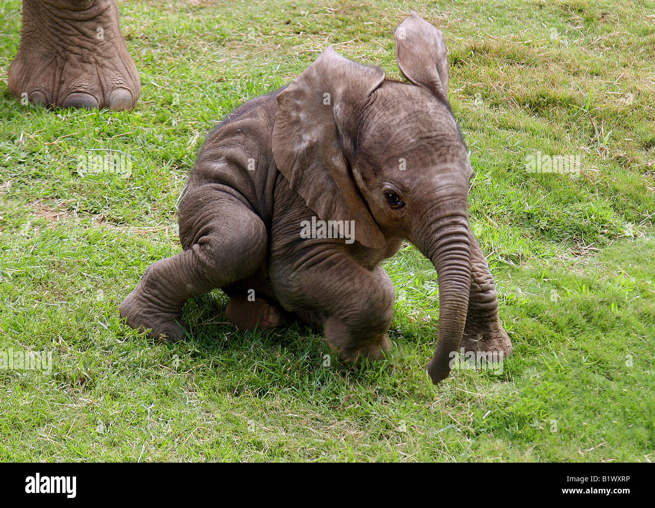 Elephant And Its Cub High Resolution Stock Photography and Images - Alamy