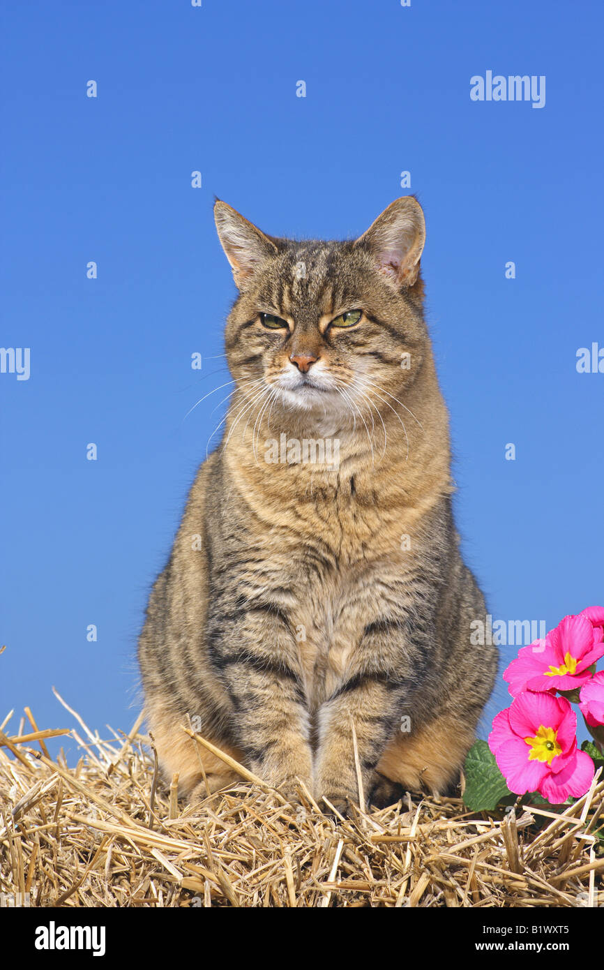 tabby domestic cat - sitting in straw Stock Photo - Alamy