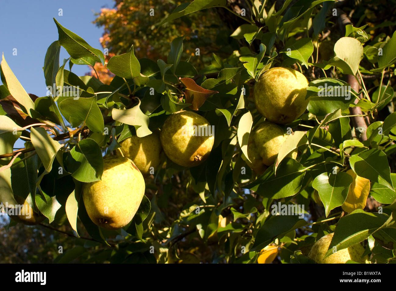 Pear tree pears trees hi-res stock photography and images - Alamy