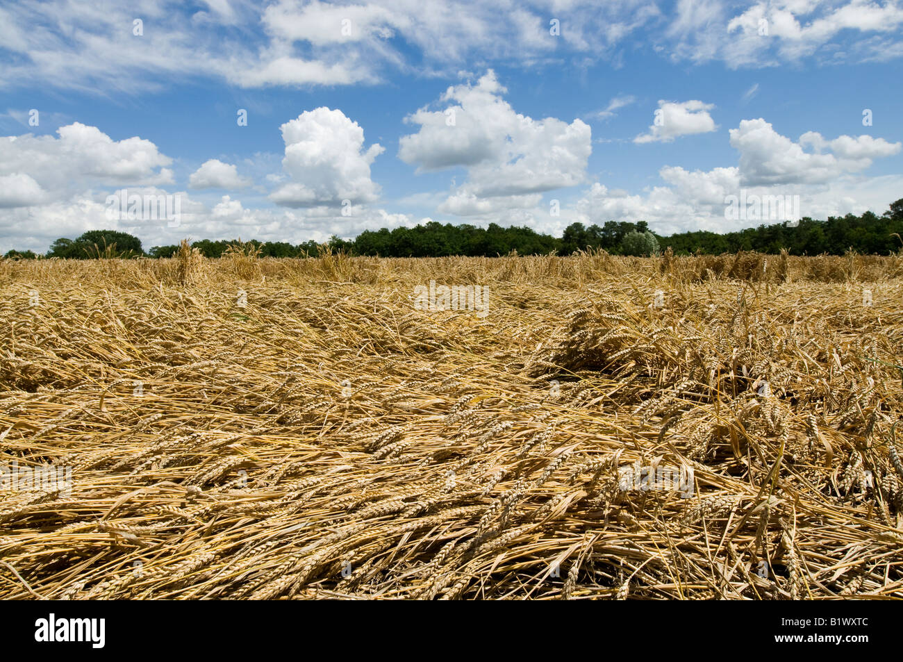 Flattened corn hi-res stock photography and images - Alamy