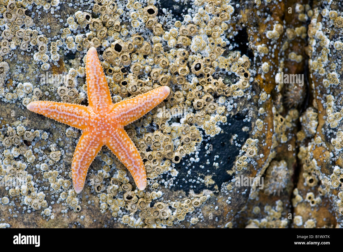 Starfish uk rockpool hi-res stock photography and images - Alamy