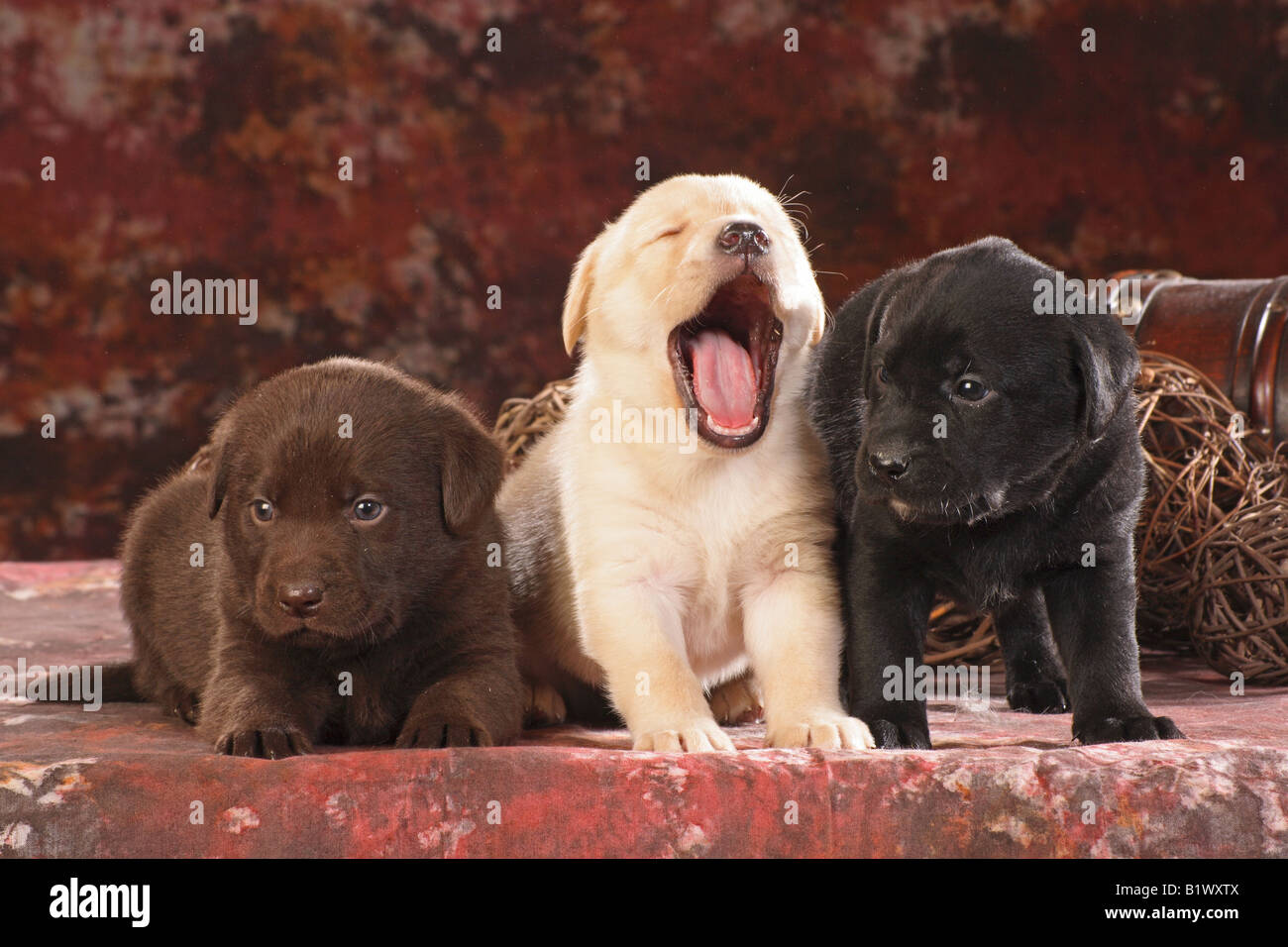 Labrador Retriever. Three different coloured puppies, black, chocolate ...