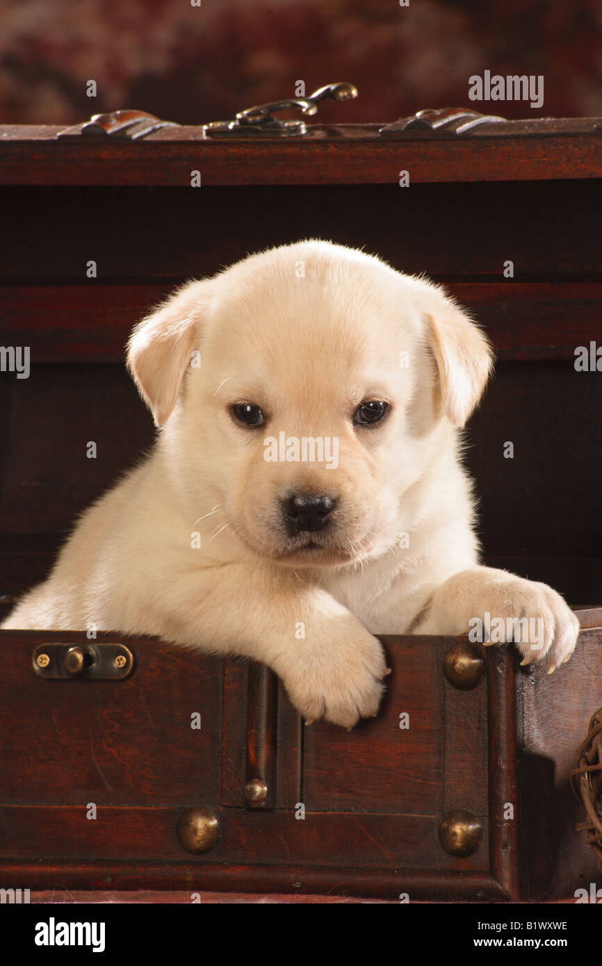 Labrador Retriever - puppy in chest Stock Photo - Alamy