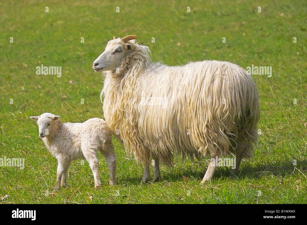 German lamb hi-res stock photography and images - Alamy