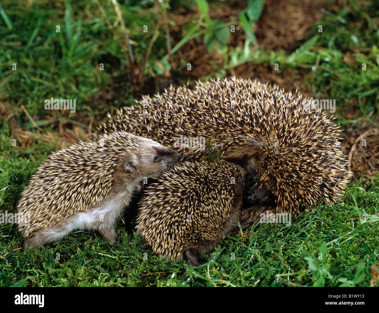 West European Hedgehog with two cubs Stock Photo - Alamy