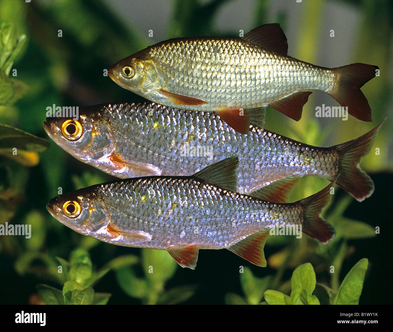 Common Rudd (Scardinius erythrophthalmus) . Group under water. Germany ...