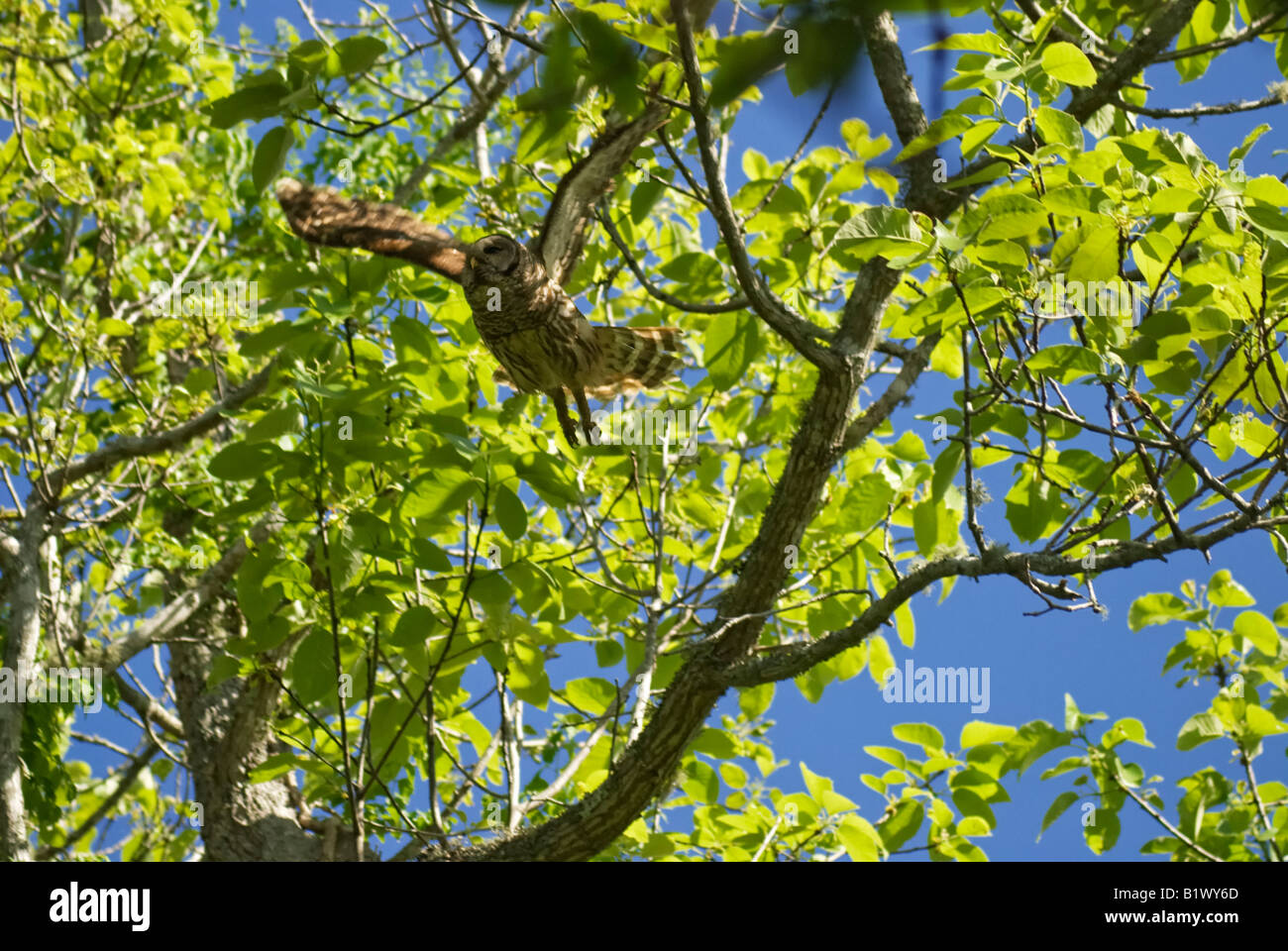 Owl among trees hi-res stock photography and images - Alamy