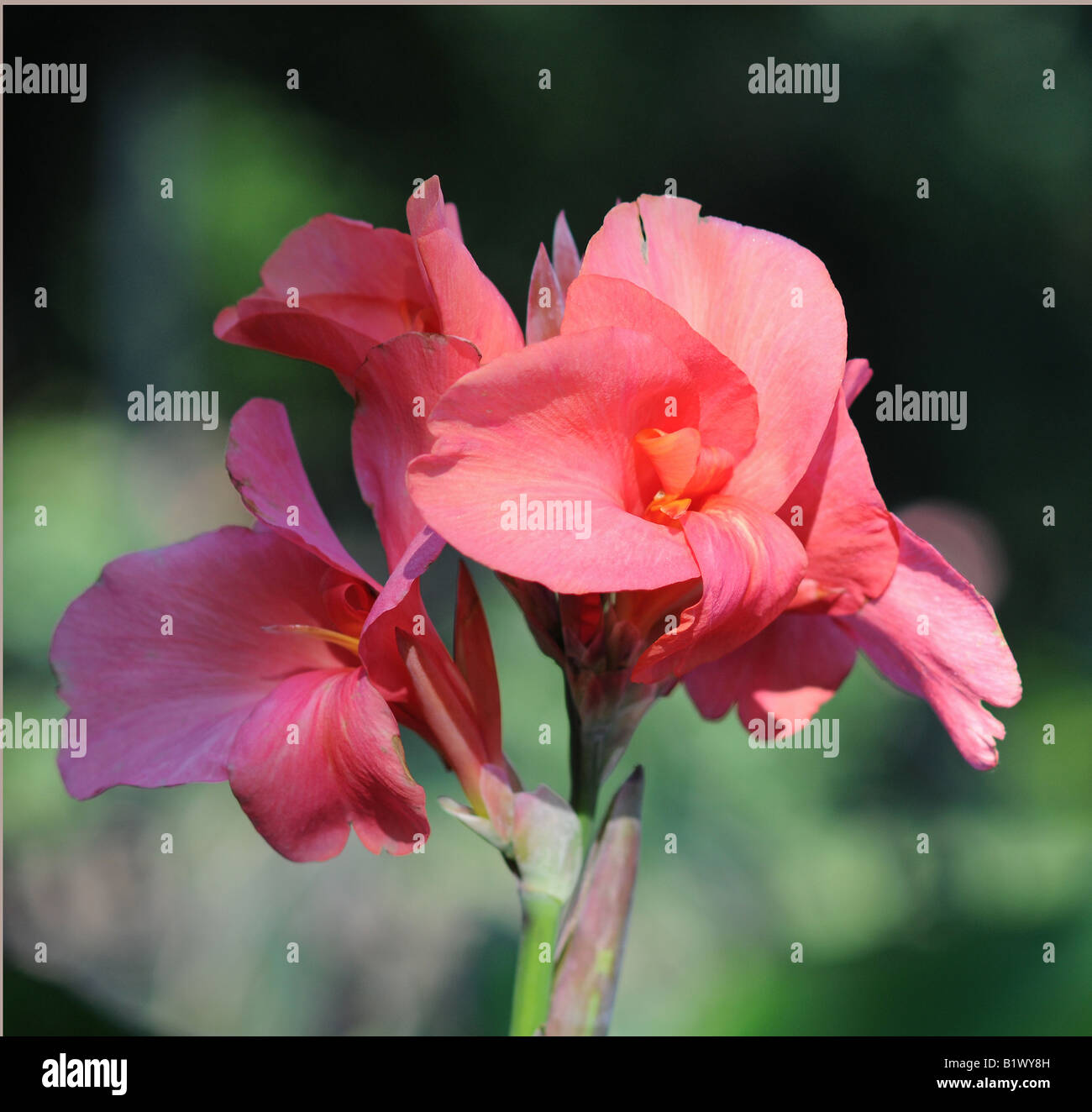 Pink Canna lilly blooming Stock Photo - Alamy