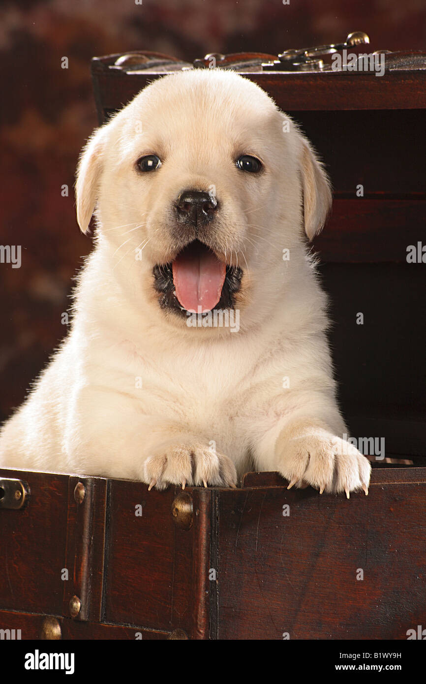 Labrador Retriever - puppy in chest Stock Photo - Alamy