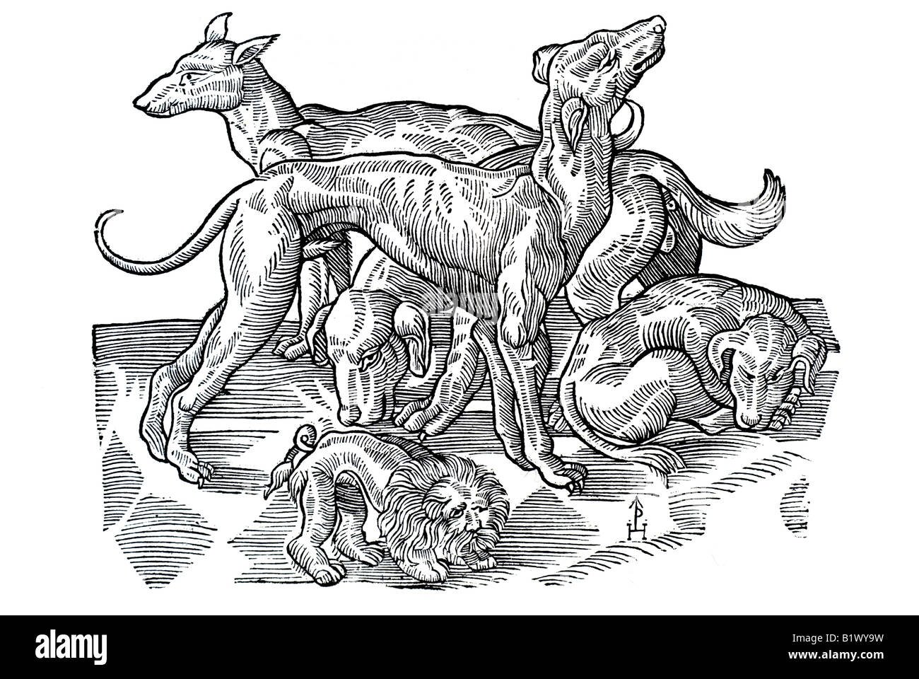 Conrad von gesner hi-res stock photography and images - Alamy