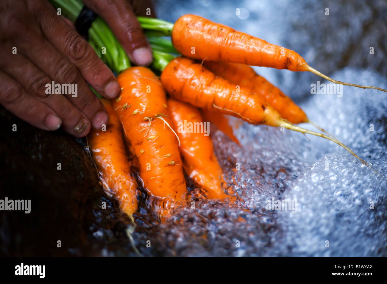 Farmer's hand washing freshly hand picked organic carrots on a stream ...