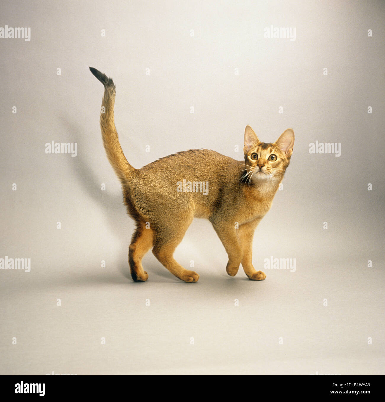 Abyssinian cat - standing Stock Photo - Alamy
