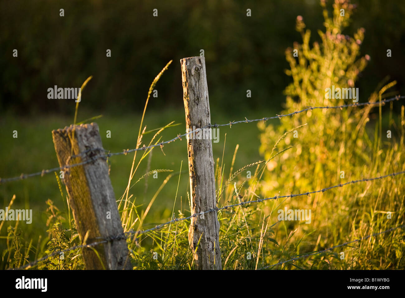 Barbed wire across wooden posts with low sun Stock Photo - Alamy