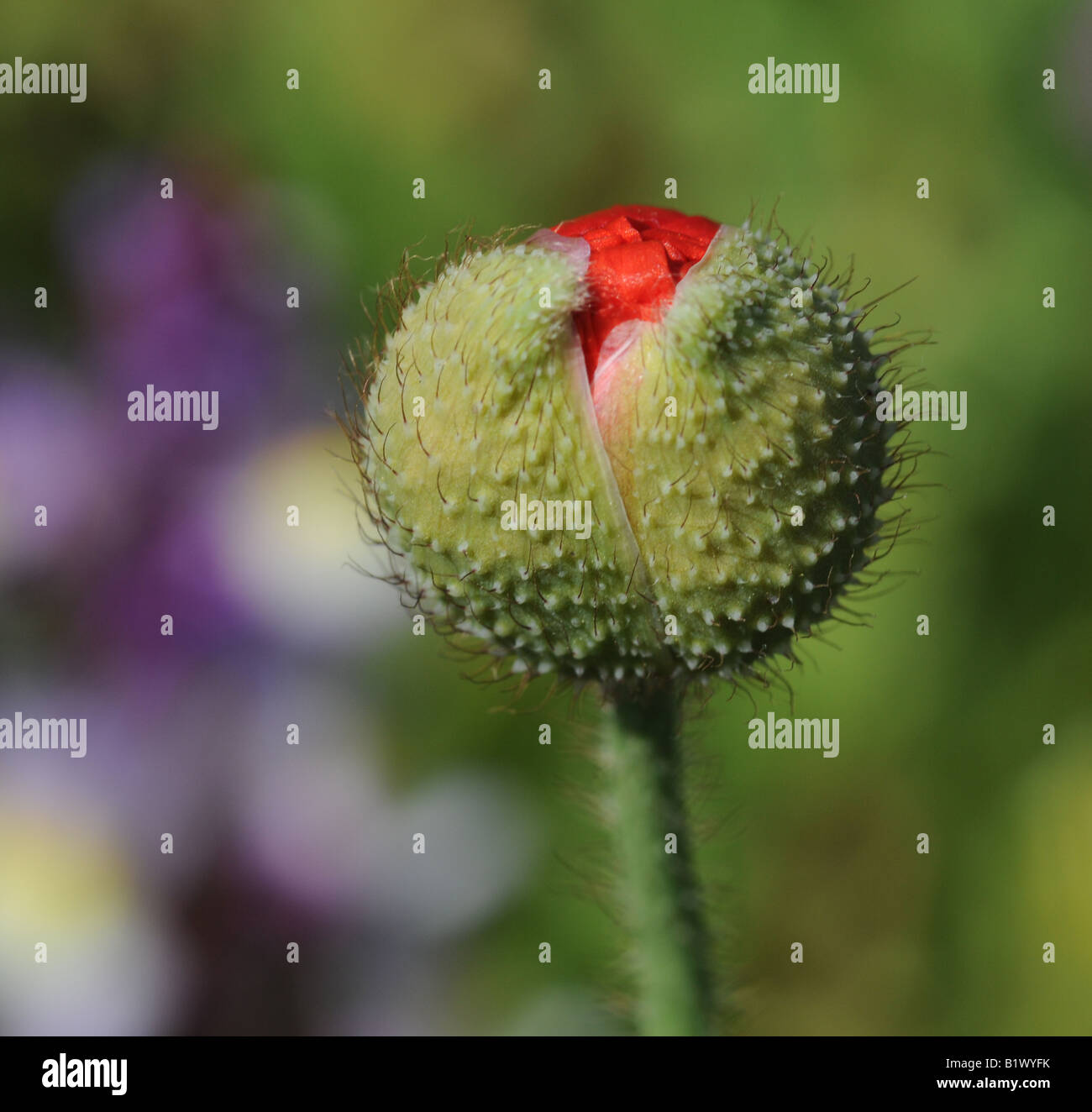 Red corn poppy bud Stock Photo - Alamy