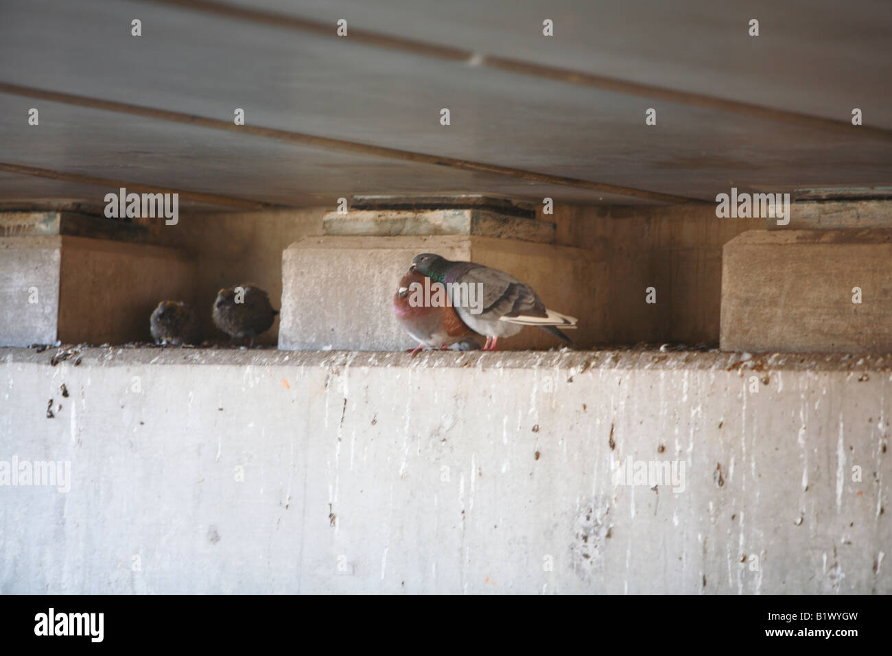 Romantic pigeons hi-res stock photography and images - Alamy