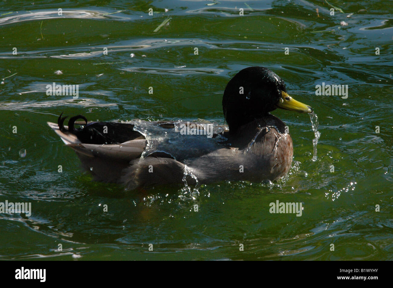 The wild duck dives bathes Stock Photo - Alamy