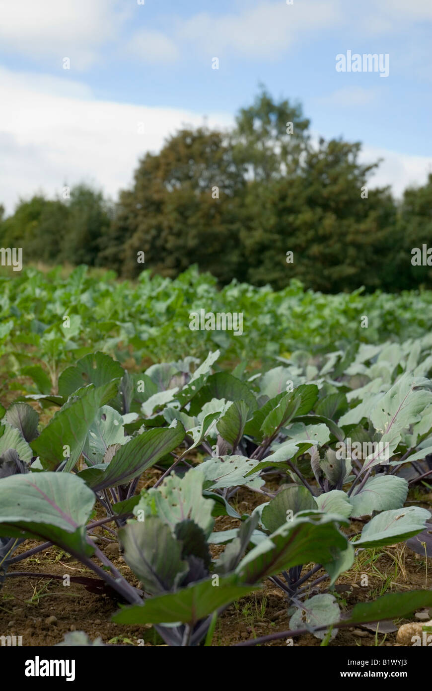 Growing vegetables in farmed field with trees and blue sky Stock Photo ...