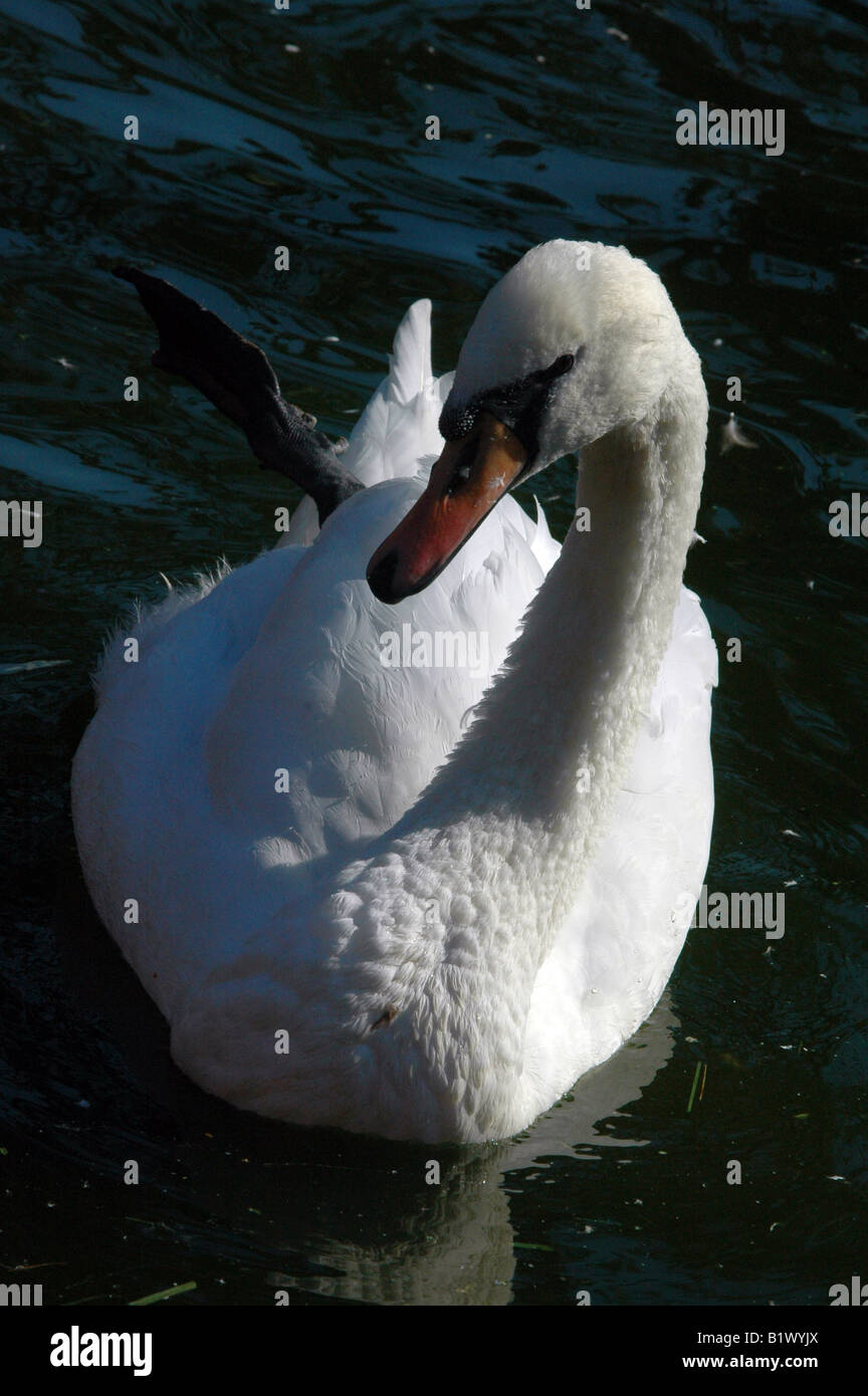 As he hisses hi-res stock photography and images - Alamy