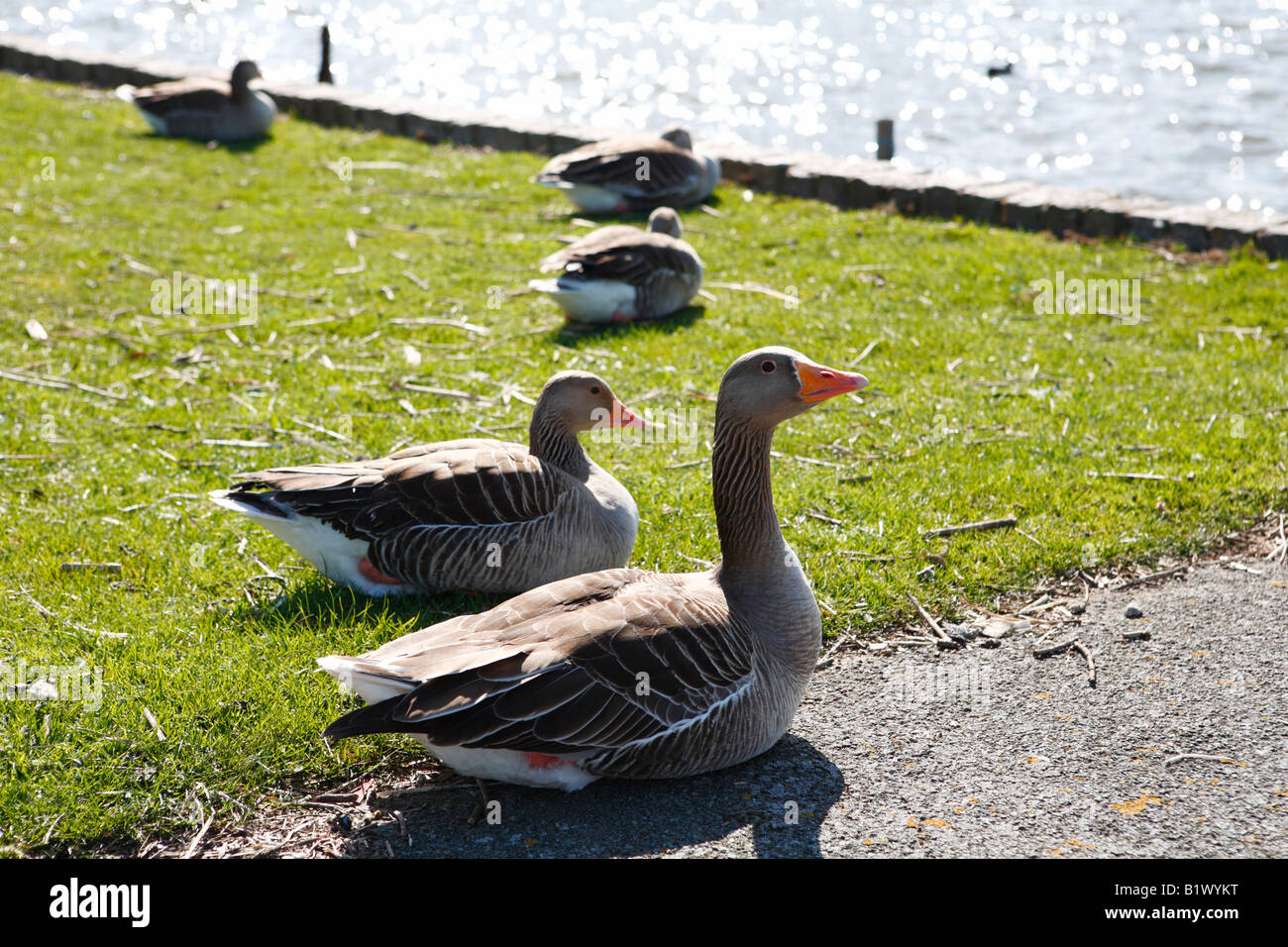 greylag goose poses for photograph Stock Photo - Alamy