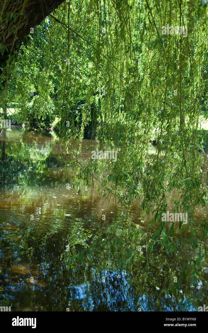 Taken over by a tree photo hi-res stock photography and images - Alamy