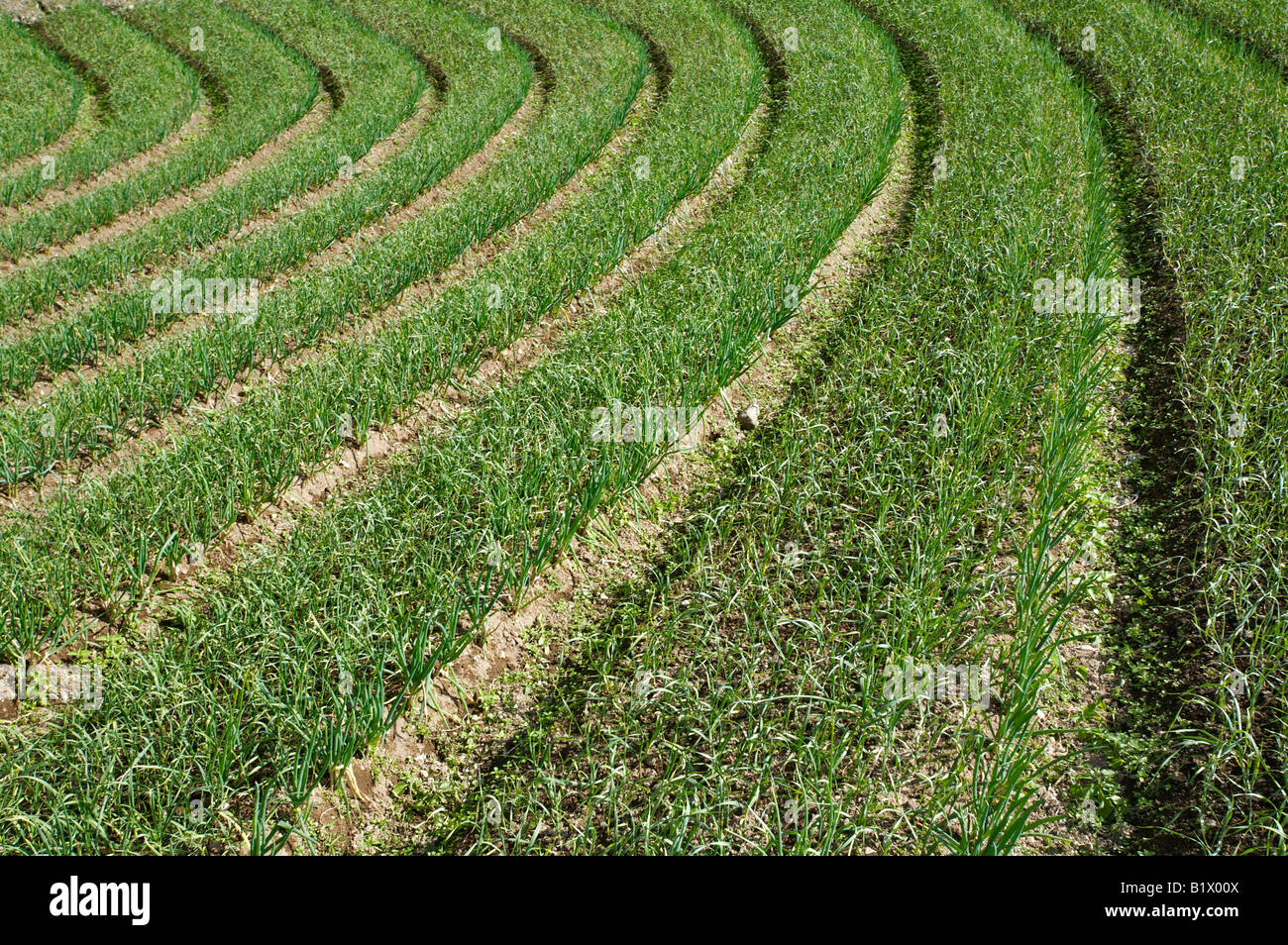 Rows of organic green onion in onion fields, East Java, Indonesia Stock ...