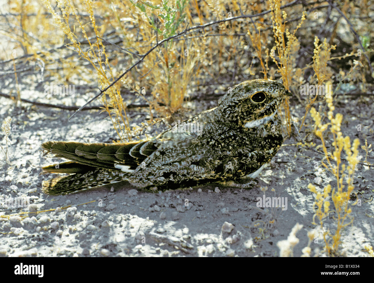 Lesser Nighthawk Chordeiles acutipennis Stock Photo - Alamy