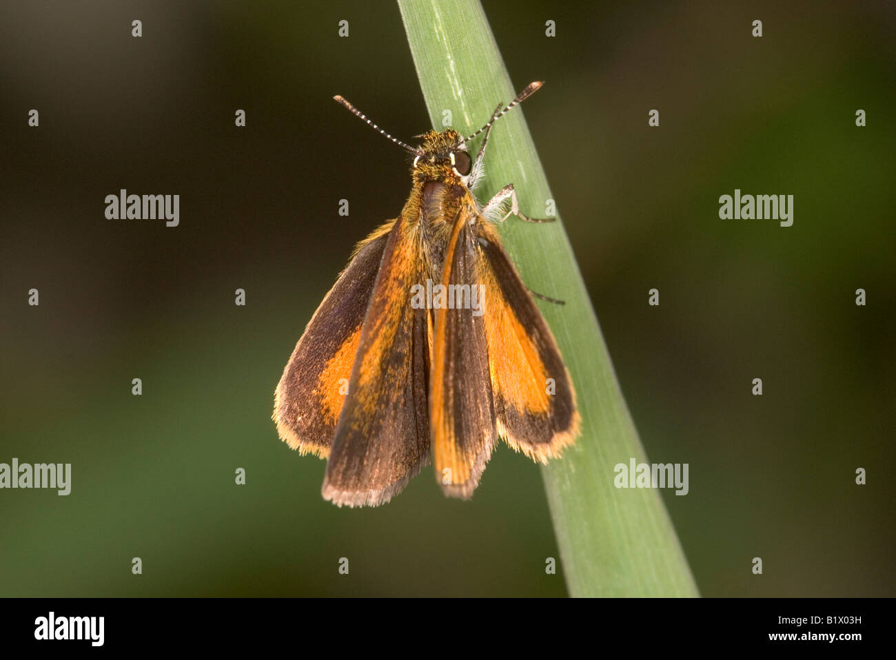 Least Skipper Ancyloxypha numitor Stock Photo - Alamy