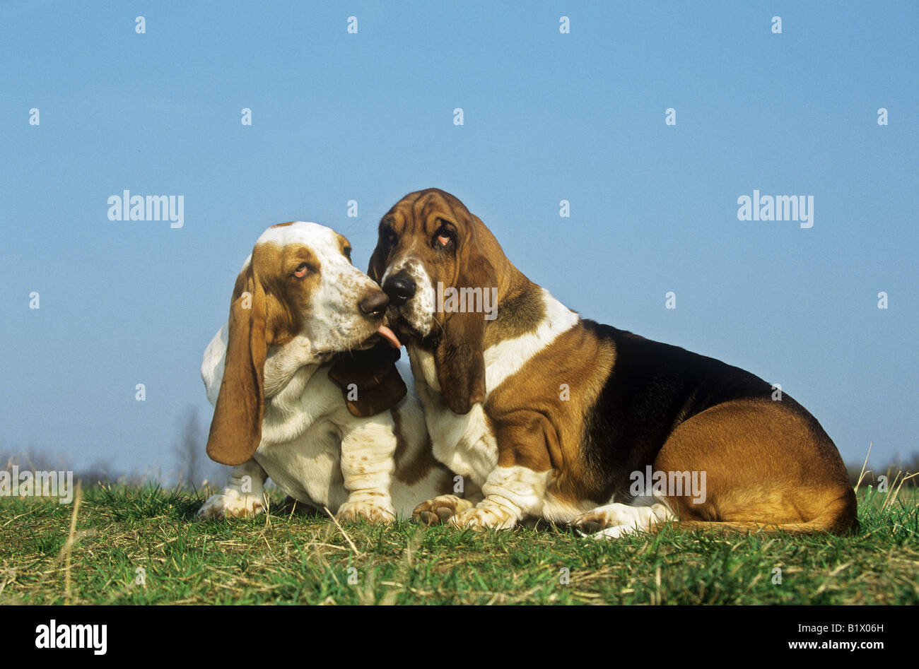 two basset hounds - sitting on meadow Stock Photo - Alamy