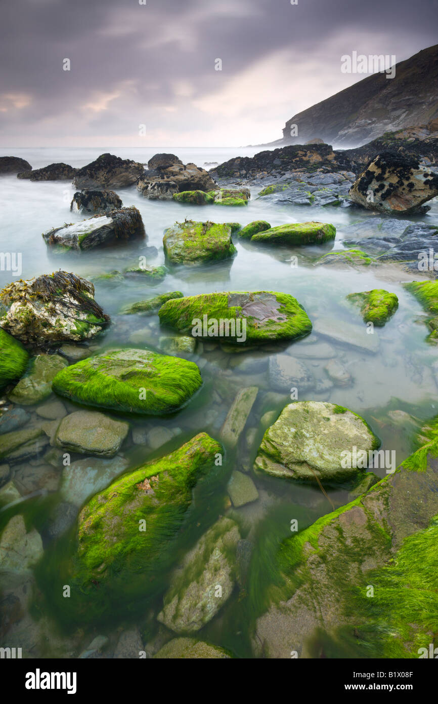 Algae covered rocks hi-res stock photography and images - Alamy