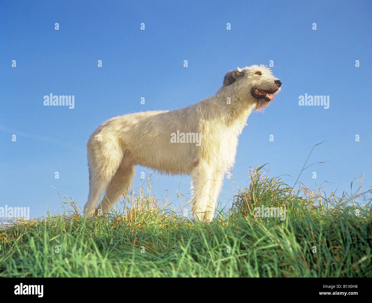 irish wolfhound - standing on meadow Stock Photo - Alamy
