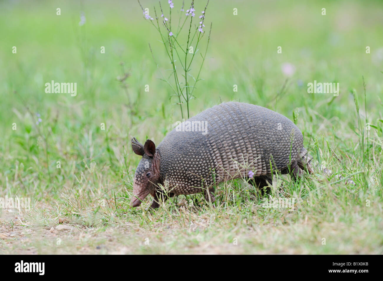 Nine-banded Armadillo Dasypus novemcinctus adult walking Refugio ...