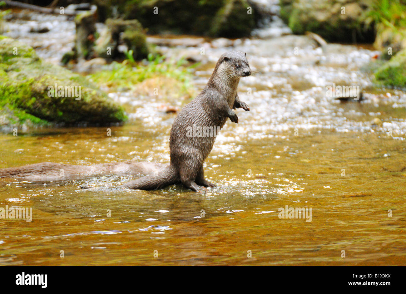 Eurasian otter - standing in water / Lutra lutra Stock Photo - Alamy