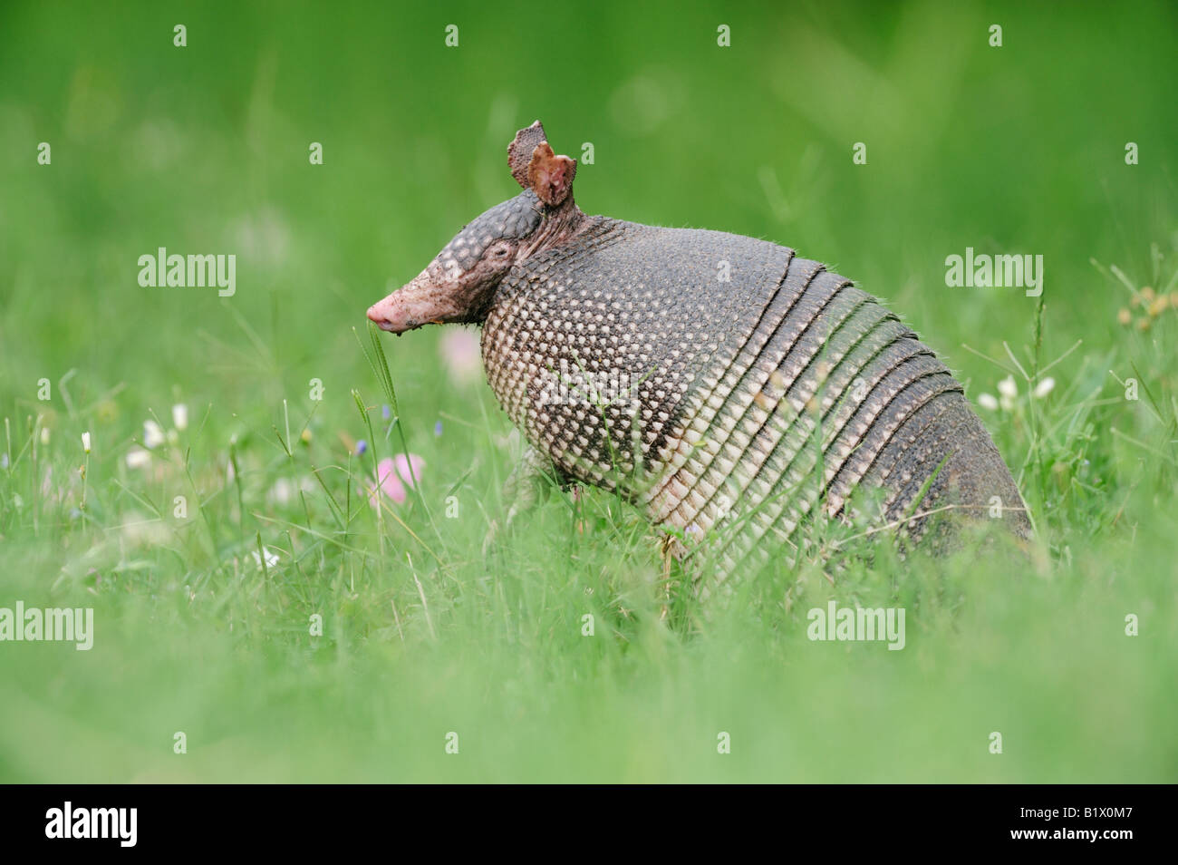 Armadillo standing hi-res stock photography and images - Alamy
