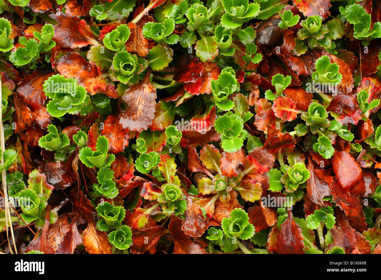 Real morning dew drops on colorful plantleafs great for backgrounds or ...