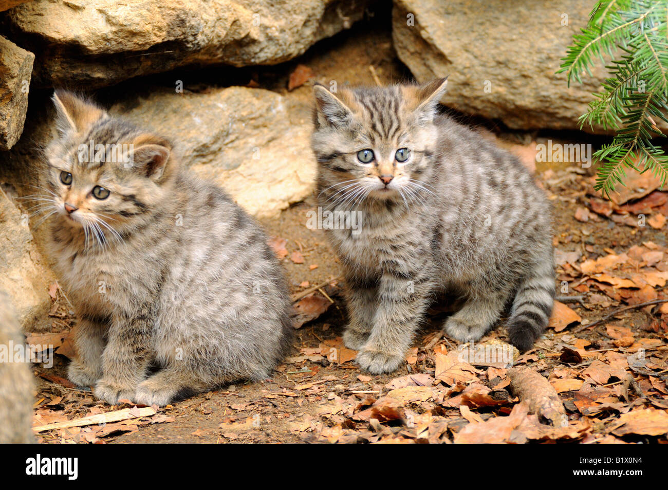 two young European wildcats / Felis silvestris silvestris Stock Photo ...