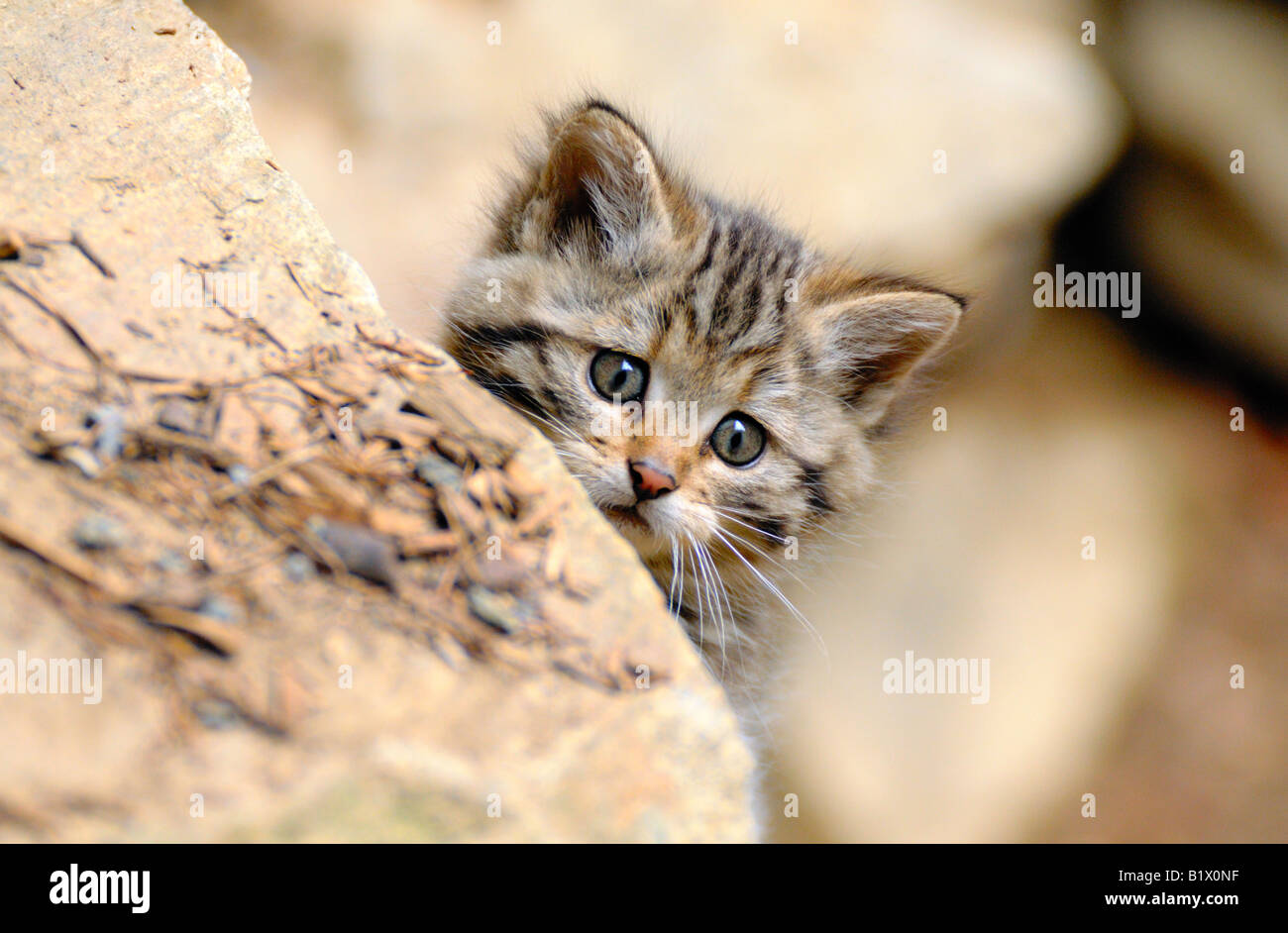 European Wild Cat (Felis silvestris). Kitten behind a rock. Germany ...