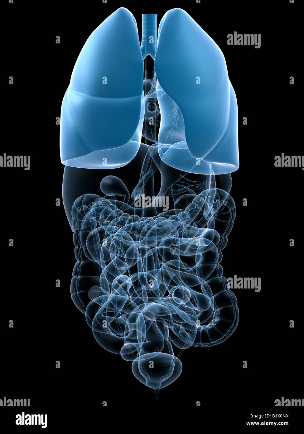 Human intestine hi-res stock photography and images - Alamy