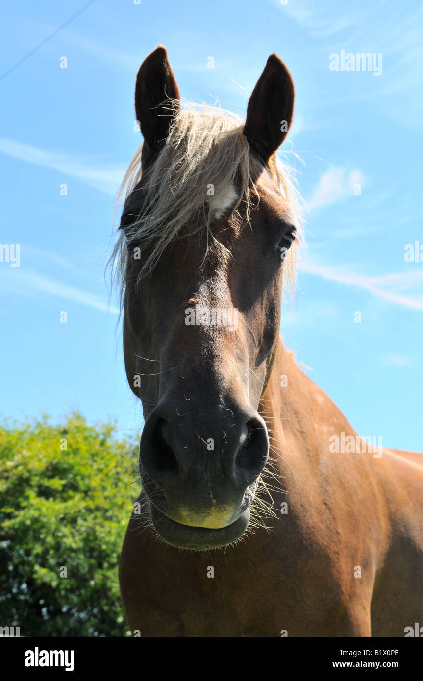Beautiful Welsh cob horses enjoying the countryside sunshine. One with ...