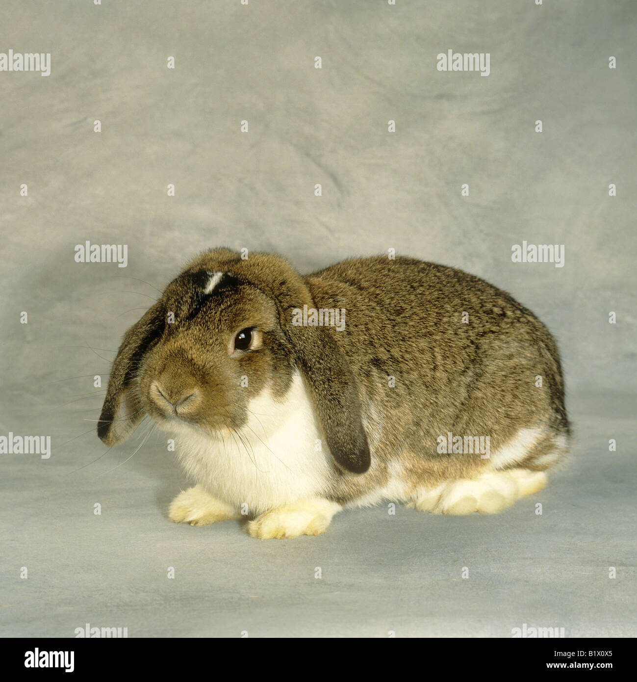 lop-eared dwarf rabbit - sitting - cut-out Stock Photo - Alamy