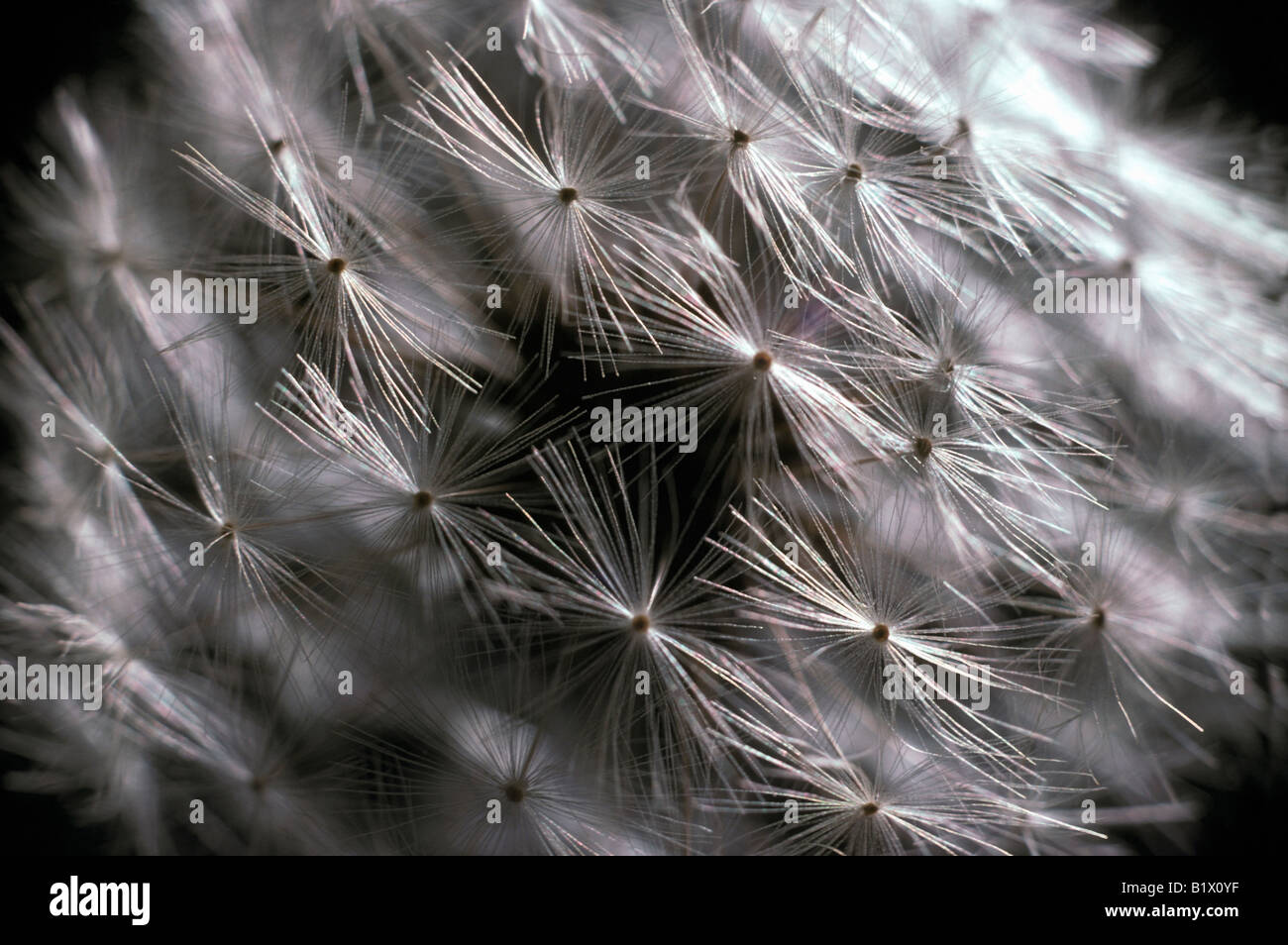 clock head of dandelion taraxacum officinale flower in garden ireland ...