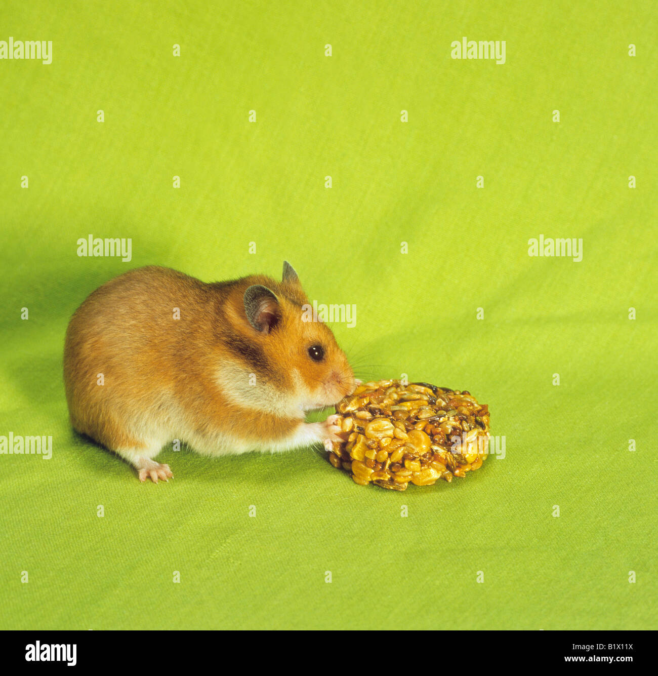 Hamster Eating Cookie