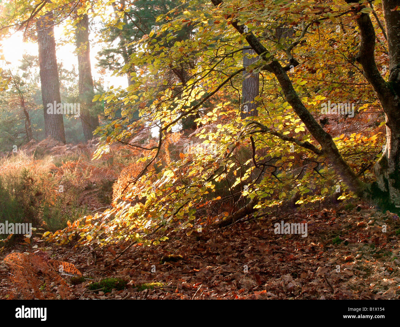 foret de Troncais France Connue comme la plus belle futaie de chenes d ...