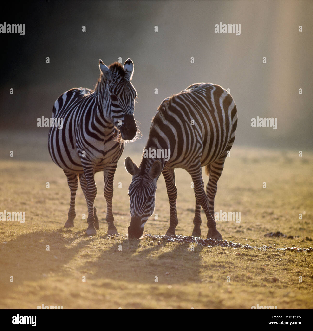 Ken kenya kenyan hi-res stock photography and images - Alamy