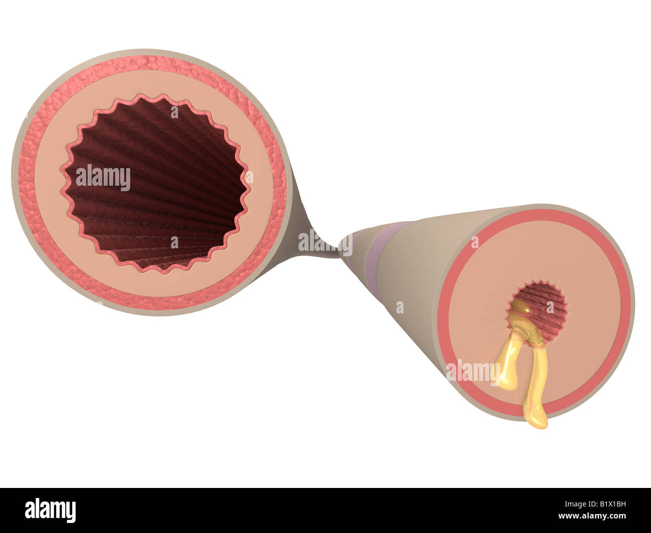 Nasal cavity anatomy Cut Out Stock Images & Pictures - Alamy