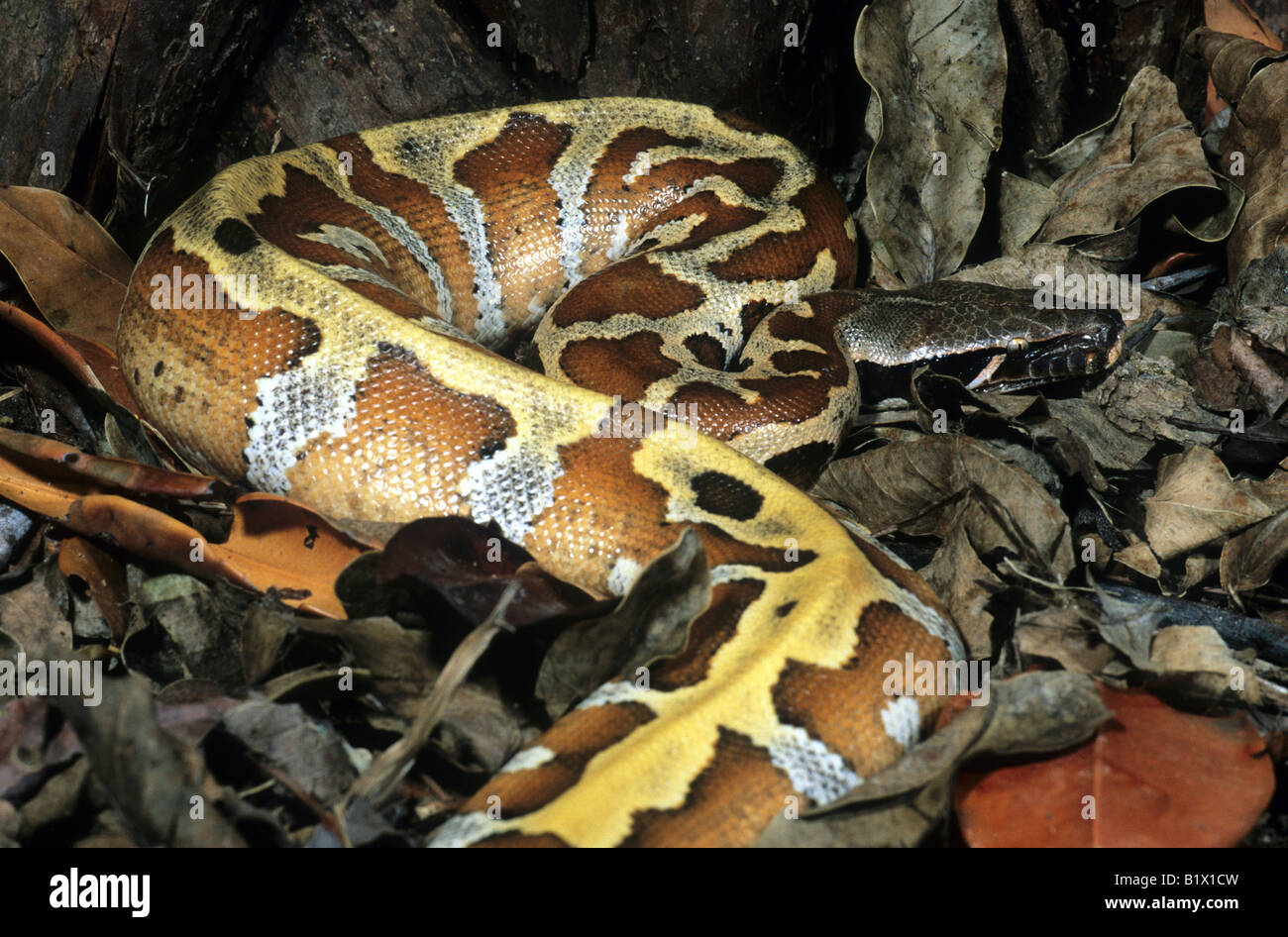 Blood Python (Python curtus Stock Photo - Alamy